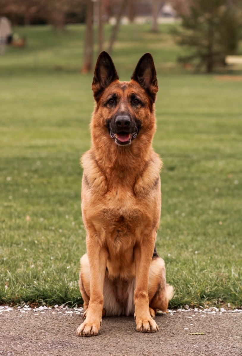 Sky – Leverage Animal Actors