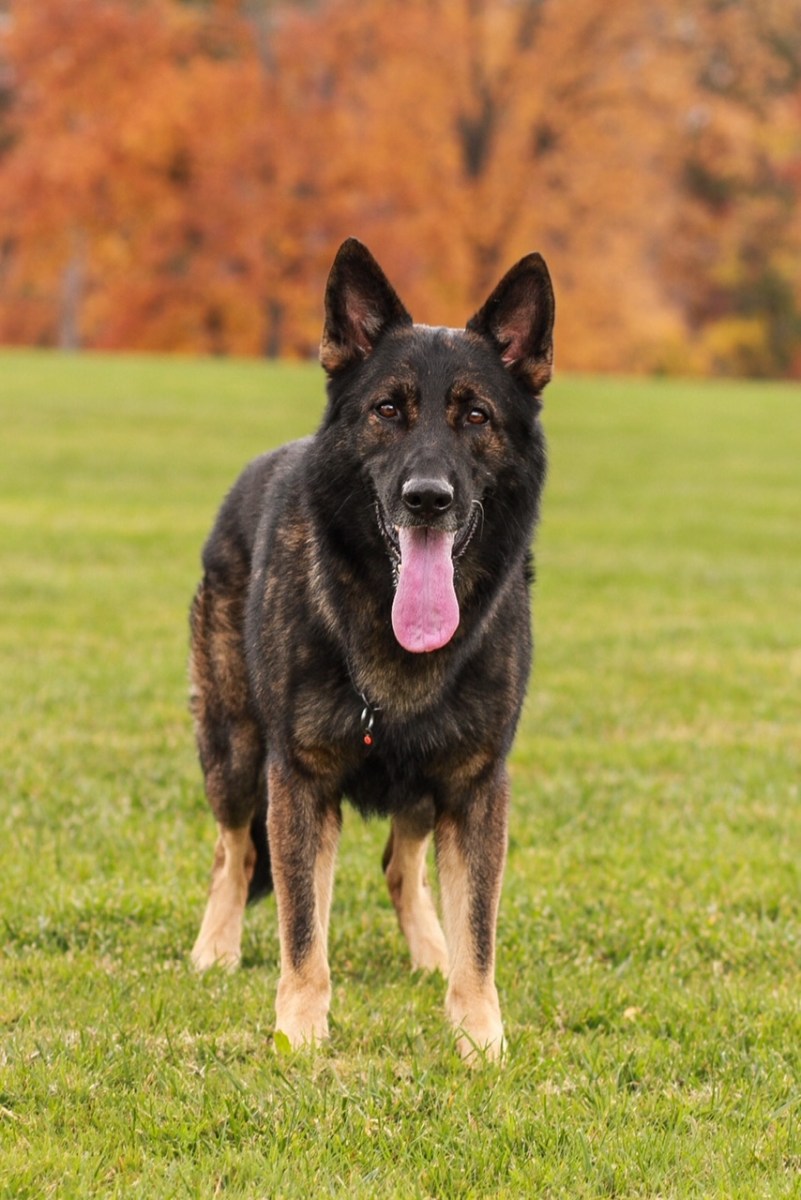 Kyoto – Leverage Animal Actors