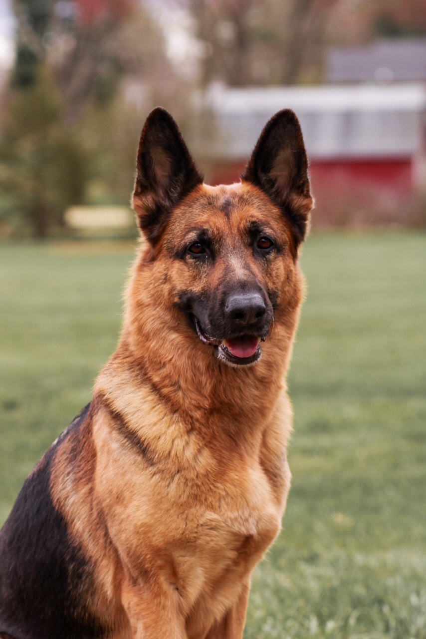 Sky – Leverage Animal Actors