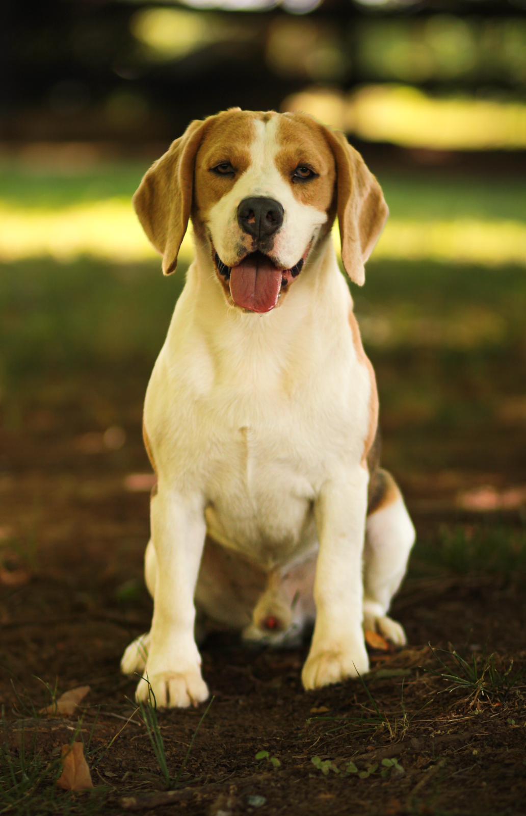 Wilbur – Leverage Animal Actors